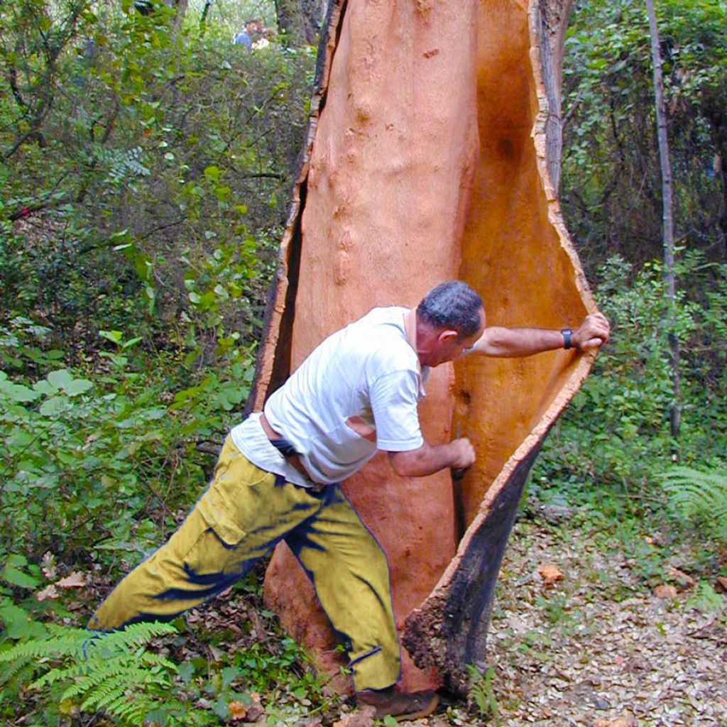 Le liège – LOGILIÈGE